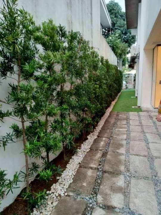 MAKI PODOCARPUS live Plant Outdoor pwedeng pang bakod | Lazada PH