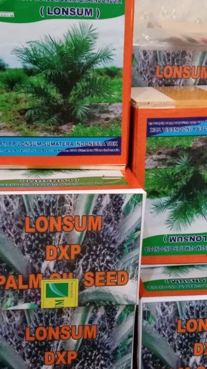 Bibit kecambah kelapa sawit unggul Lonsum DXP | Lazada Indonesia