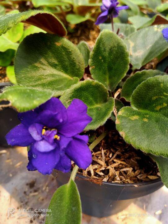 tanaman bunga violet afrika | Lazada Indonesia