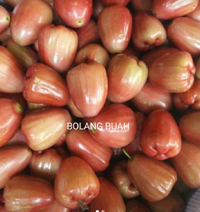 JAMBU AIR DELIMA DIJAMIN MANIS & SEGAR ISI 1KG | Lazada Indonesia JAMBU AIR DELIMA DIJAMIN MANIS & SEGAR ISI 1KG | Lazada Indonesia