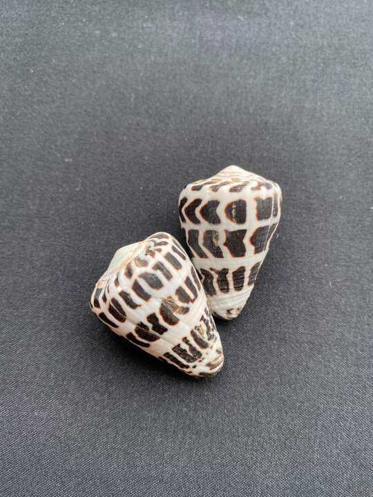 black Spotted conus Snail shell 3-4cm hei fang ban | Lazada.co.th