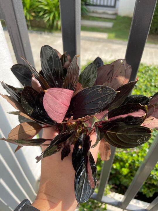 Bucephalandra Skeleton King “Dark Kishii” | Lazada