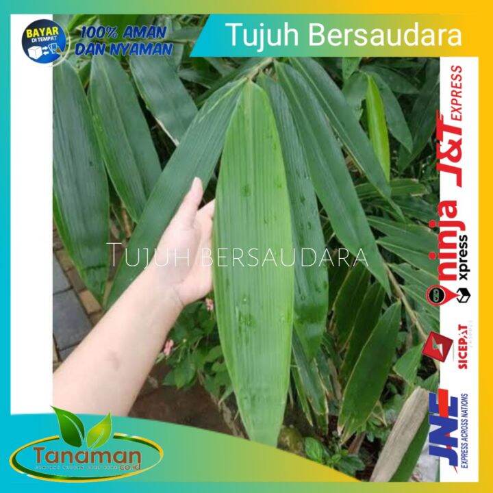DAUN BAMBU BUAT BUNGKUS BACANG DAN OBAT HERBAL 120 LEMBAR | Lazada ...