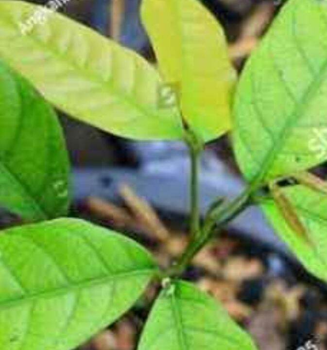 Rambutan Seedling RR Sweet Juicy Tuklapin Variety | Lazada PH