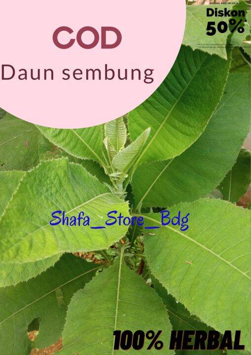 daun sembung segar=500gram | Lazada Indonesia