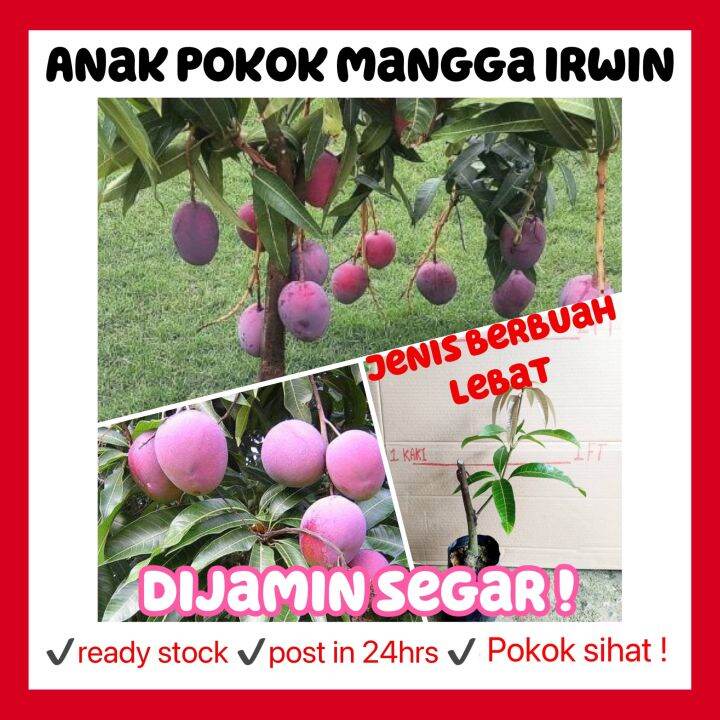 rina • anak pokok mangga irwin • live plant fruit sapling pokok hidup ...