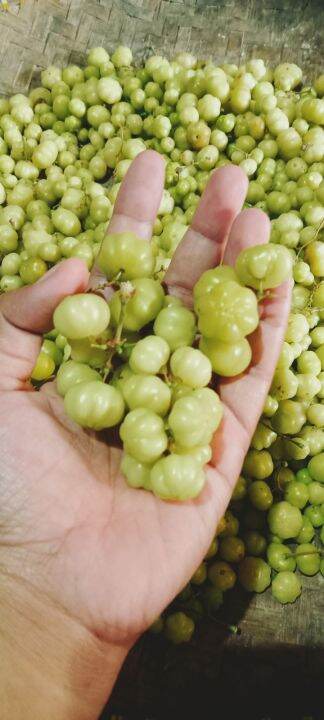 BUAH CEREME BUAH CERME CERMAI SAGAR 500G | Lazada Indonesia