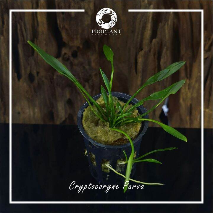 🔥BUY 3 FREE 1🔥Cryptocoryne Parva🔥 Low Tech Plant / Aquatic Live Plant ...
