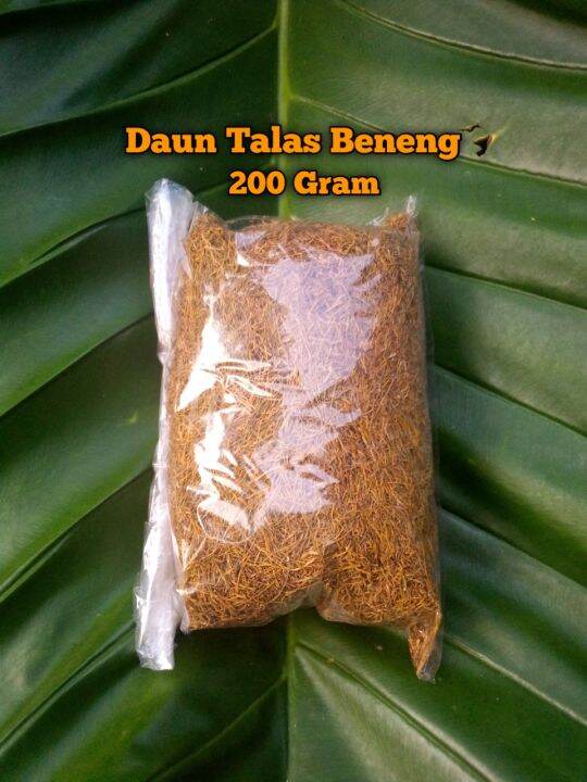 Daun Talas Beneng Grade A 200 Gram | Lazada Indonesia