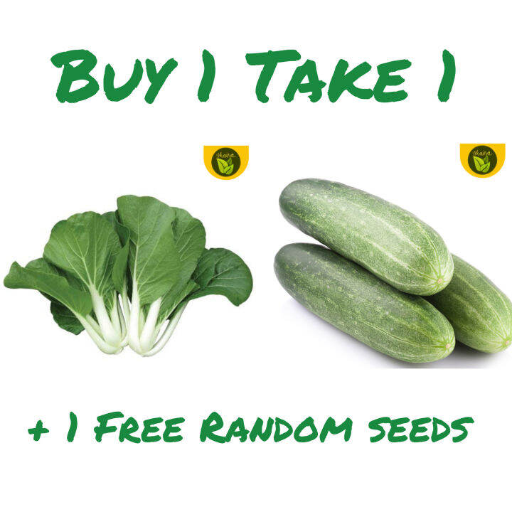 binhi ng mga gulay pantanim pechay 100+ seeds and pipino 20 seeds ...