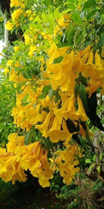 real life plant tecoma stans/ pokok bunga tecoma stans kuning | Lazada