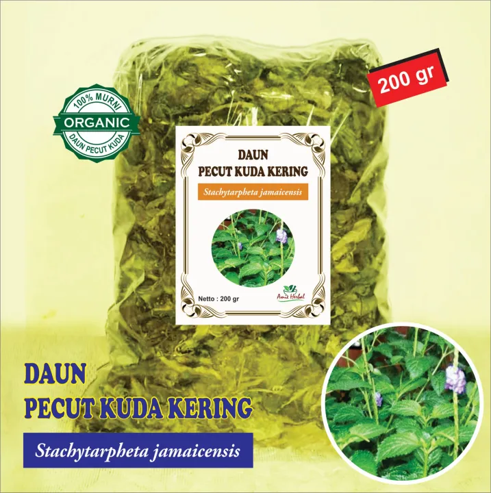 daun pecut kuda/herbal daun pecut kuda/Stachytarpheta Jamaicencis. 200 ...