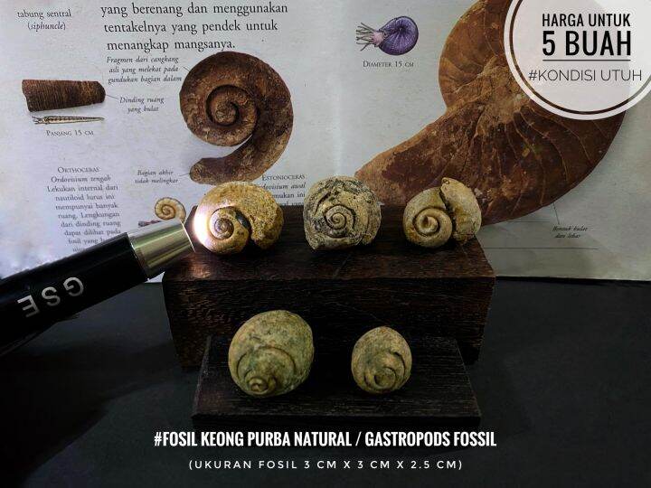 Fosil Keong Natural B3 atau Fosil Gastropoda Purba atau Fosil Kerang ...