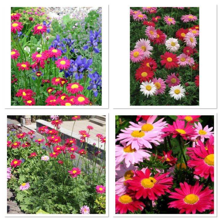 เมล็ดพันธุ์ ไพรีทรัม คละสี (Mixed Pyrethrum) บรรจุ 100 เมล็ด เป็นดอกไม้ ...