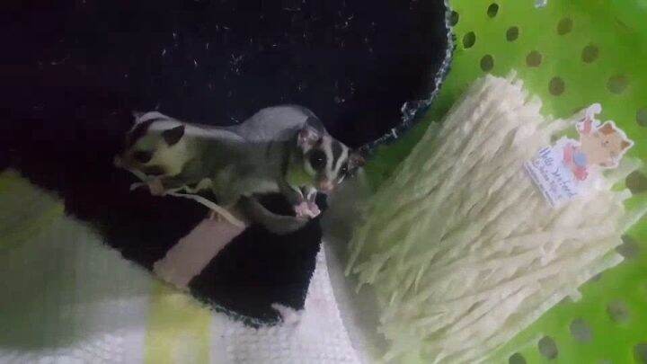 Hello Zoo ปลาเส้นสัตว์เลี้ยง ทาโร่หมาแมว ปลาเส้นหมา ขนมหมา ปลาเส้นแมว ...