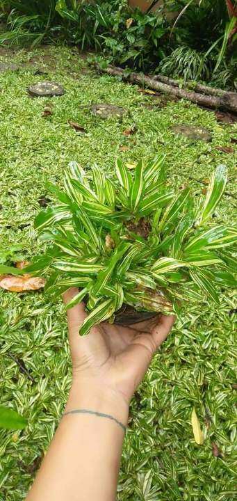Variegated Frog grass | Lazada PH