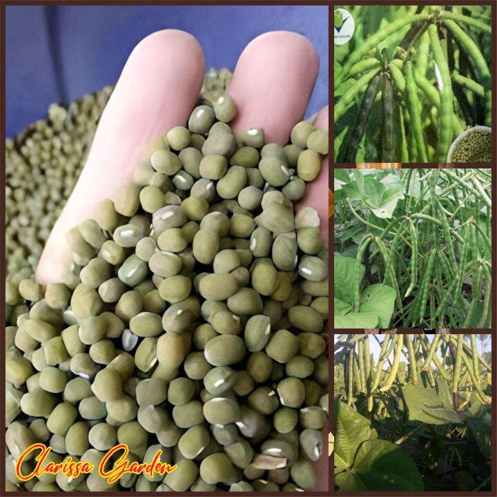 600 BUTIR BIJI/BENIH KACANG HIJAU PANAH MERAH VIMA-1 ( REPACK ...
