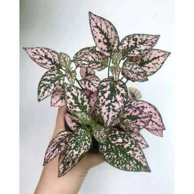 tanaman hypoetes pink | Lazada Indonesia