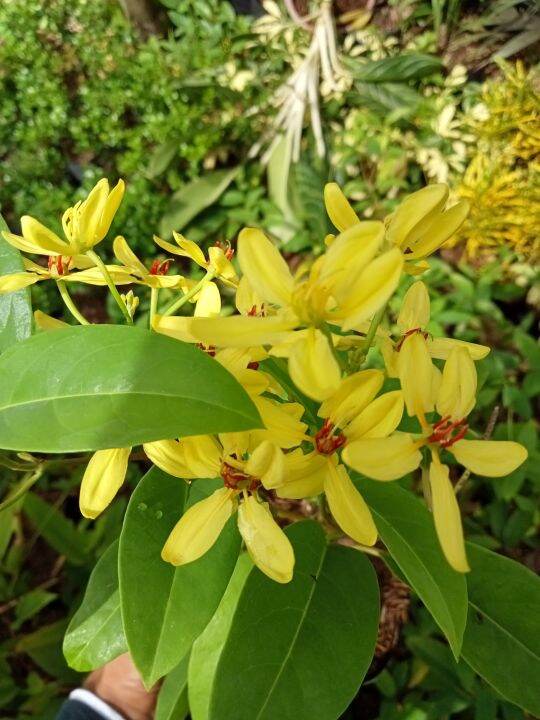 Yellow Vine Super Beautiful Yellow flower Lovers Luzon Buyers po ...
