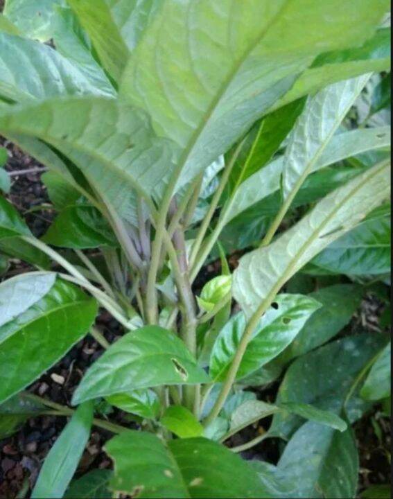 Promo lalapan daun rendeu enak 300 gram | Lazada Indonesia