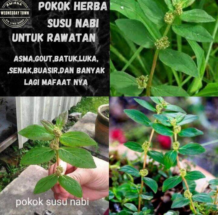 🇲🇾 POKOK HERBA POKOK SUSU NABI SEJENIS POKOK HERBA, MAFAAT UNTUK ...