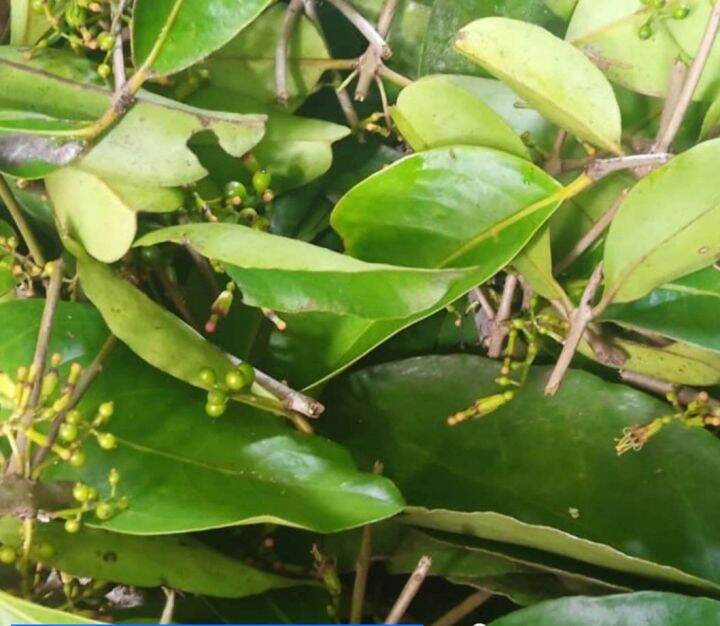 Daun benalu sendok segar fres per 1 kg | Lazada Indonesia
