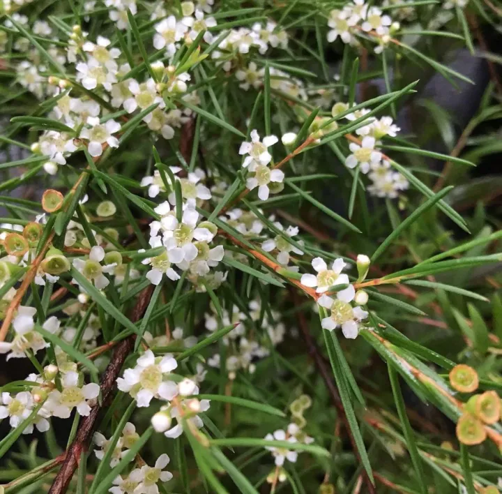Pokok cucur atap | Lazada