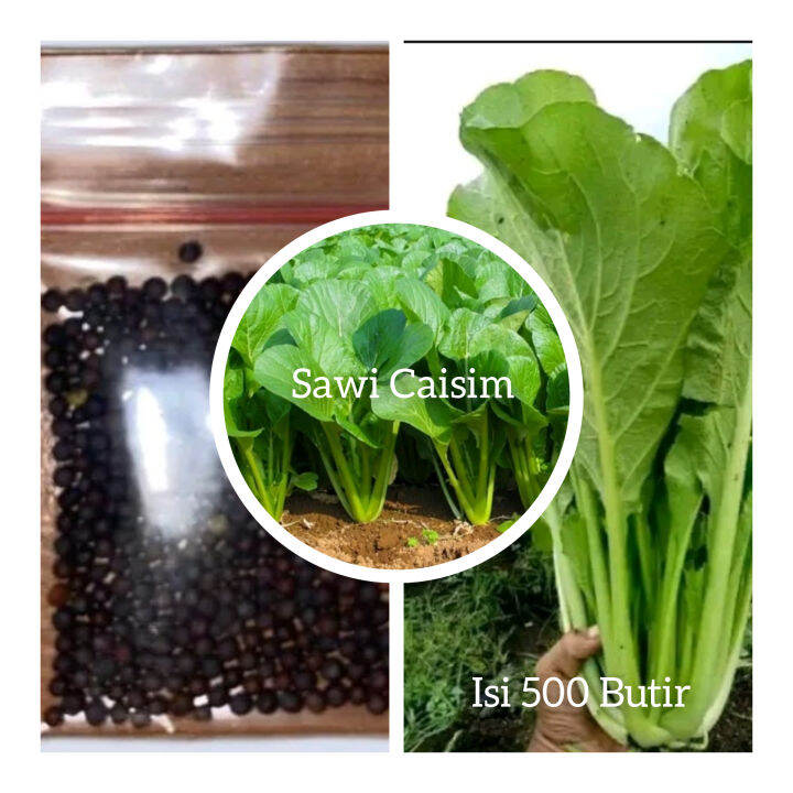 Benih Sawi Caisim/Saosin/Sosin Manis Isi 500 ± Biji Kemasan Repak ...