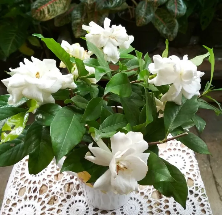 Bunga ceplok piring harum / tanaman hias ceplok piring | Lazada Indonesia