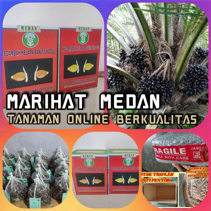 benih sAwit dxp ppks marihat dumpy | Lazada Indonesia