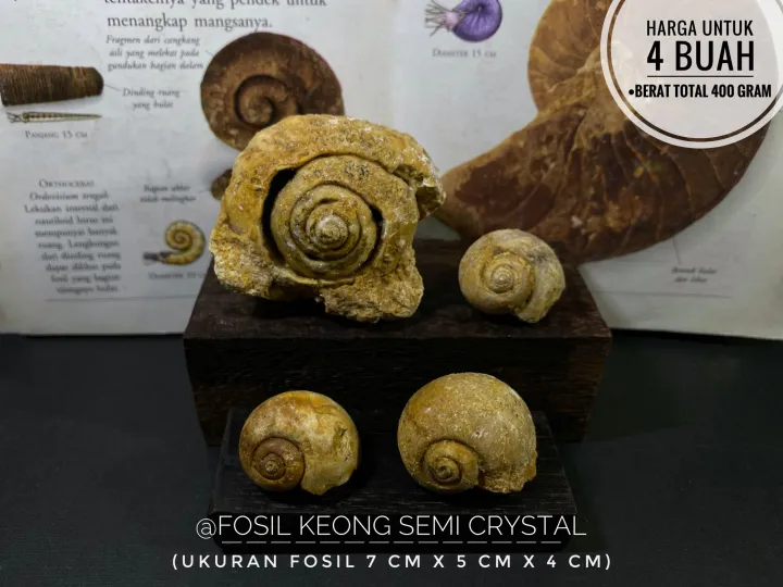 Fosil Keong semi Crystal A36 atau Fosil Kerang atau Fosil Hewan Purba ...