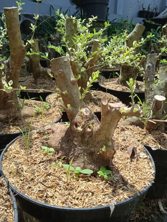 Bahan Bonsai Legistrum Variegata Prospek | Lazada Indonesia