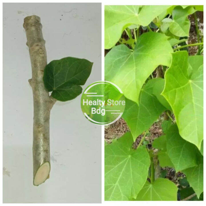 Stek batang pohon jarak Pagar per batang | Lazada Indonesia