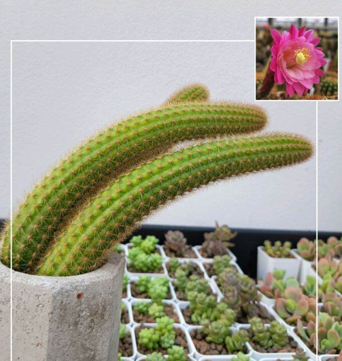 หางสิงห์ แคคตัส ดอกทูโทน ตัดสด ทายาเร่งรากแล้ว “Hildewintera Hybride ...