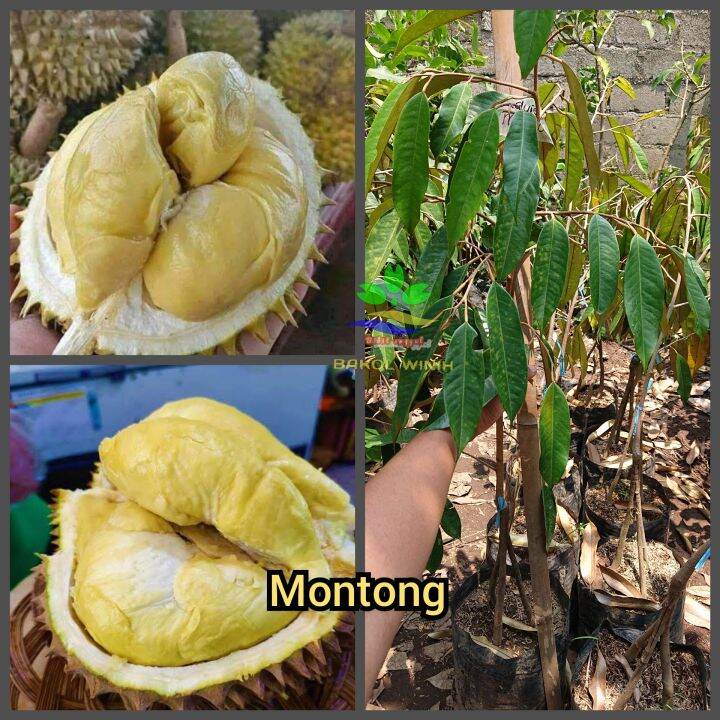 DURIAN MONTONG KAKI 3 UK.1 METER | Lazada Indonesia