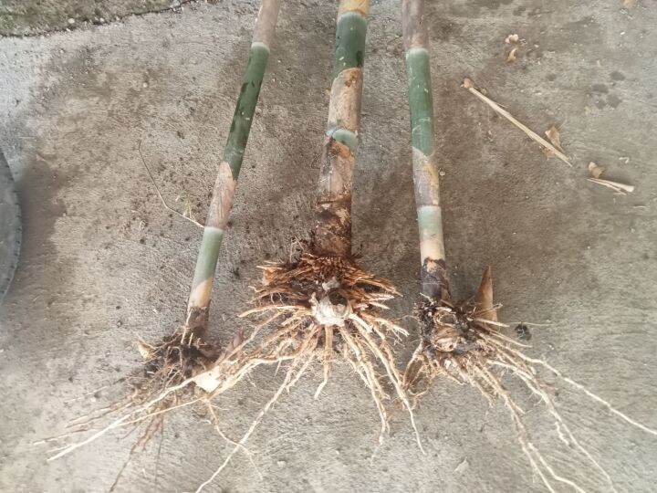 bagakay bamboo seedlings/tuod Ng bamboo | Lazada PH