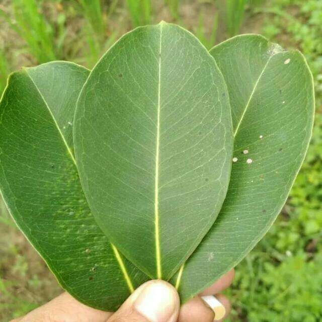 Daun juwet segar/daun jamblang langsung di petik isi 50 lembart ...