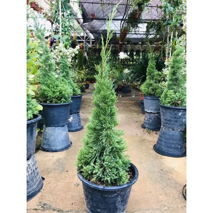 AE Anak Pokok Pencil Pine / Pokok Krismas Pokok Hiasan | Lazada