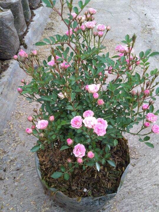 Tanaman hias rose Minion Fink | Lazada Indonesia