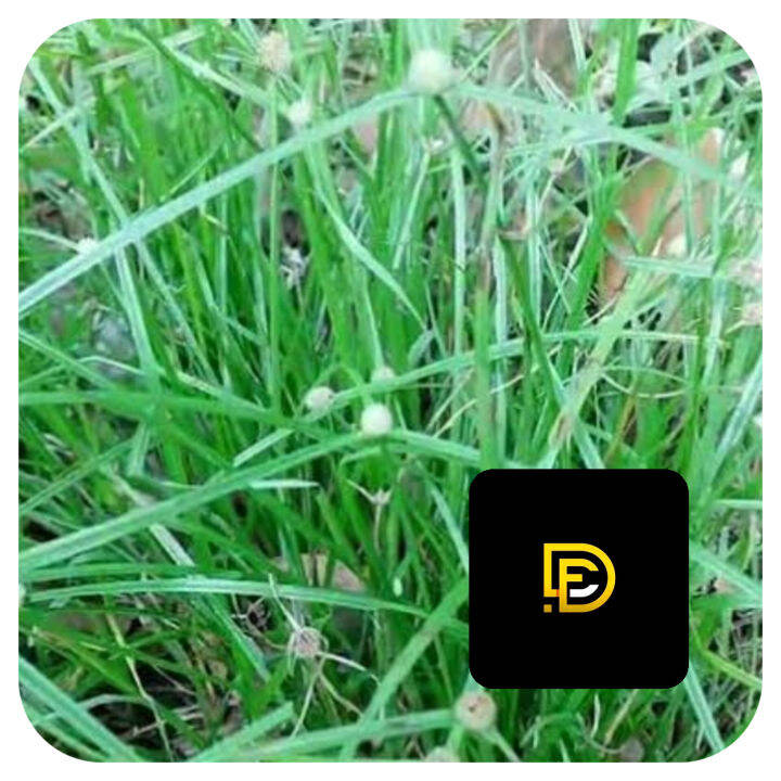 Daun pendul daun rumput pendul segar 500 gram herbal alami | Lazada ...