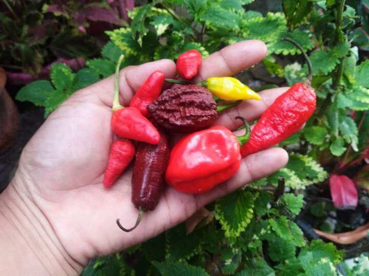 Chillies Varieties|Carolina reaper|black pepper| chilli| sili seeds ...