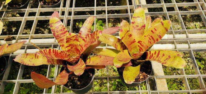 Neoregelia blushing tiger ( miniature ) 積水风梨 / bromeliad | Lazada