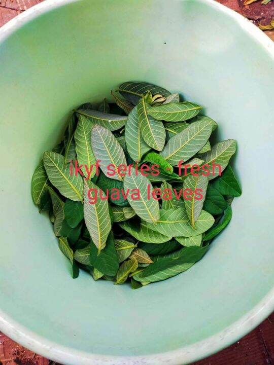 ikyf fresh bayabas leaves (guava leaves) | Lazada PH