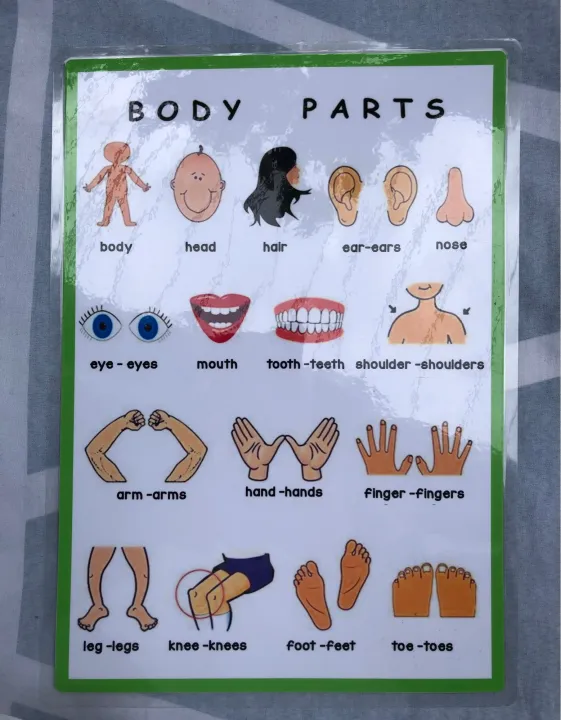 BODY PARTS A4 size laminated | Lazada PH