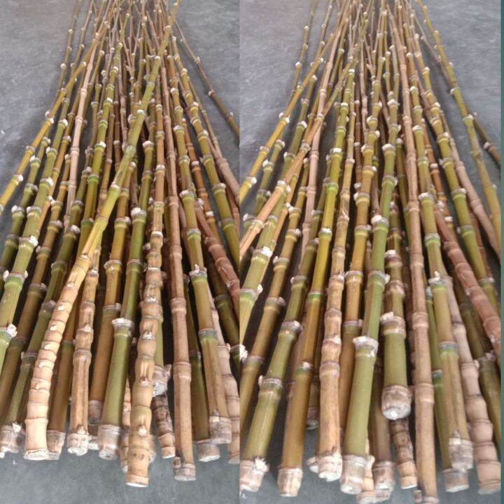 BAMBU CENDANI BAHAN JORAN | Lazada Indonesia