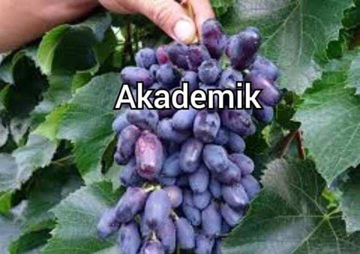 ANAK POKOK ANGGUR AKADEMIK | Lazada