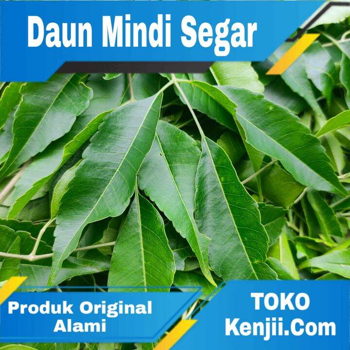 Daun Mindi atau Daun Mimba Segar 1 kg | Lazada Indonesia
