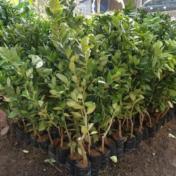 Bibit Tanaman Pohon Buah Jeruk Kingkit Super Kualitas Unggul Genjah ...