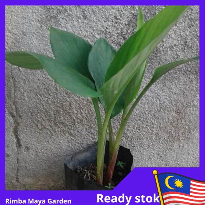 (Vagetable&herb)Pokok Temu kunci🌱finggerroot pokok herba | Lazada