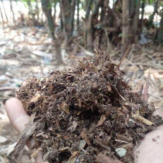 Media tanam humus daun bambu lapuk yang ter fermentasi alami oleh alam ...